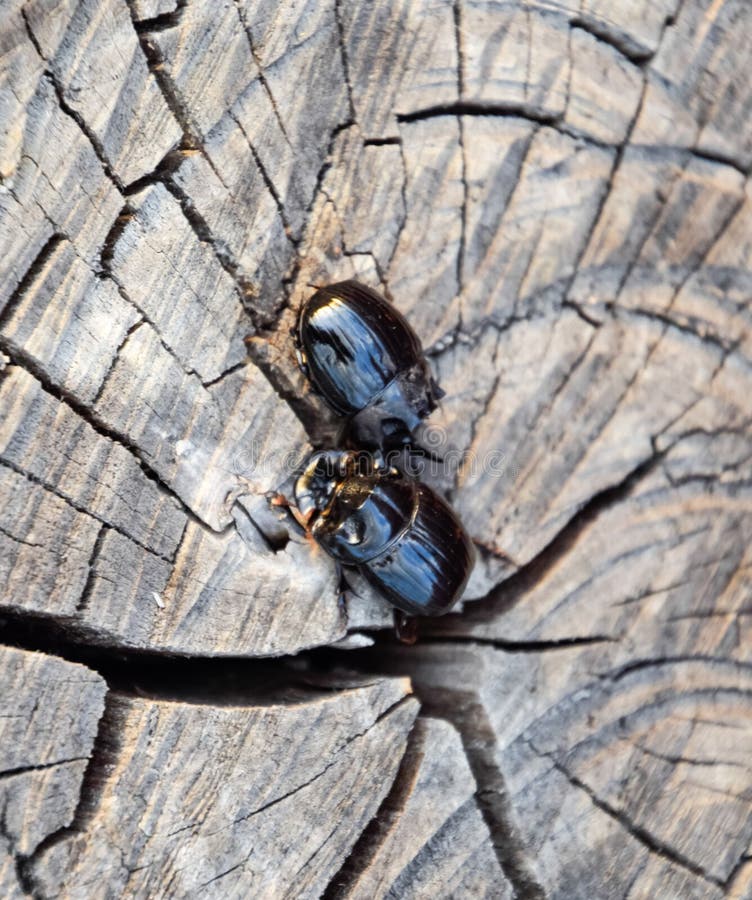 A Rhinoceros Beetle on a of a Tree Stump. a Pair of Rhinoceros Beetles ...