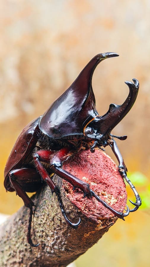 The Rhinoceros Beetle or Hercules Beetle is the Strongest Beetle of Its ...
