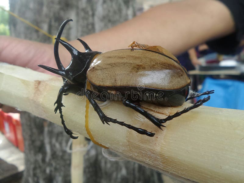 Rhinoceros Beetle on Sugarcane Stick Stock Photo - Image of used, safe ...