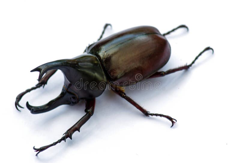 Rhinoceros Beetle on the Wite Leaf Stock Photo - Image of fierce ...