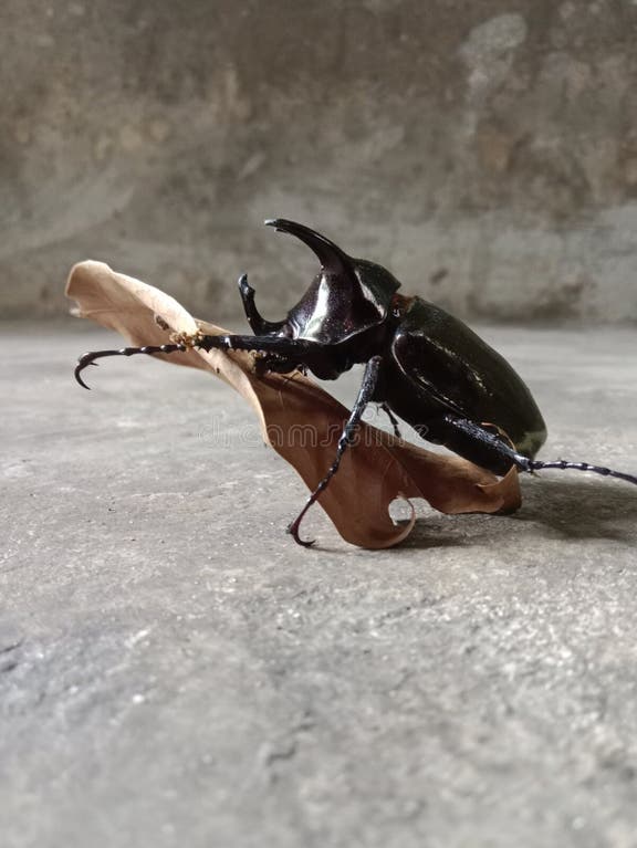 Rhinoceros beetle stock photo. Image of beetle, pest - 370253316