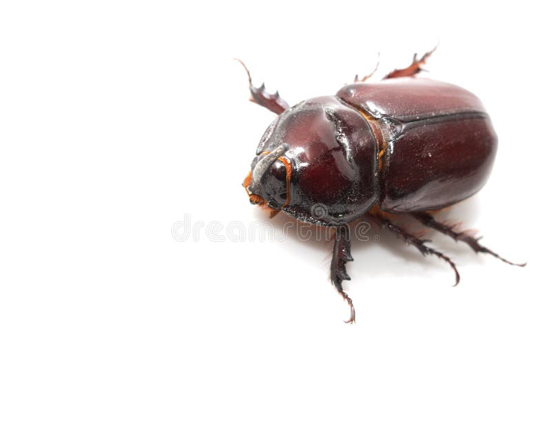 Rhinoceros Beetle On A White Background. Macro Stock Photo - Image of ...