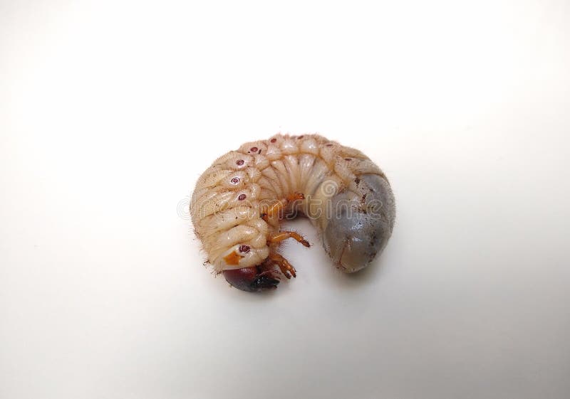 Rhinoceros Beetles (Dynastinae) Larvae Stock Image - Image of finger ...