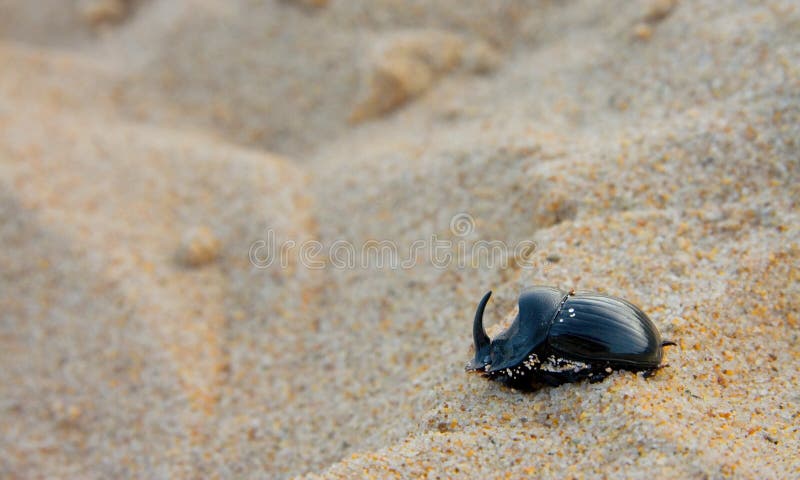 Tok-tokkie Darkling Beetle (Onymacris Sp.) on Sand of Namib Desert in ...