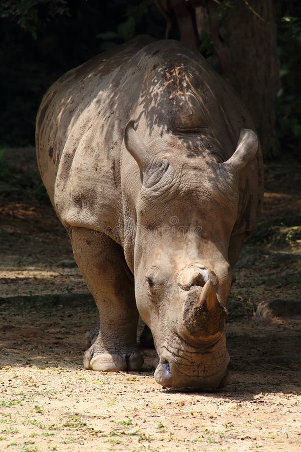 Rhinoceros stock image. Image of black, horned, rhinoceros - 53745197