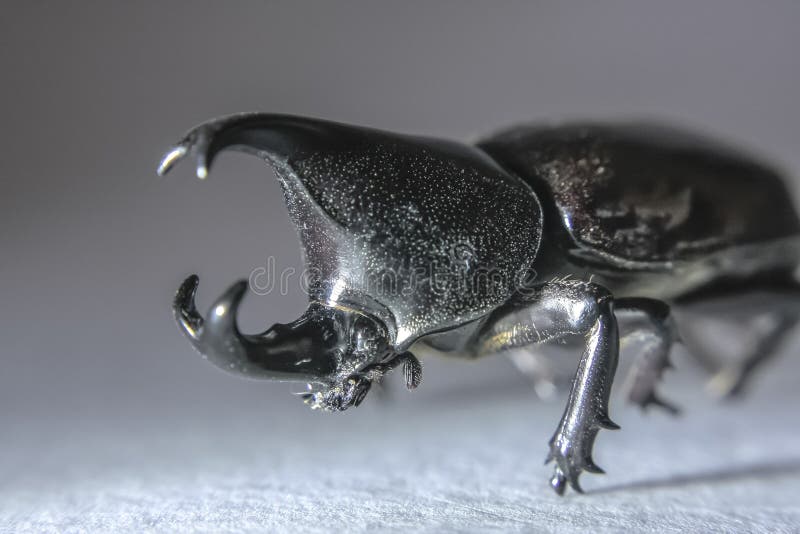 Rhinoceros Beetle Up Close and Personal Stock Photo - Image of macro ...