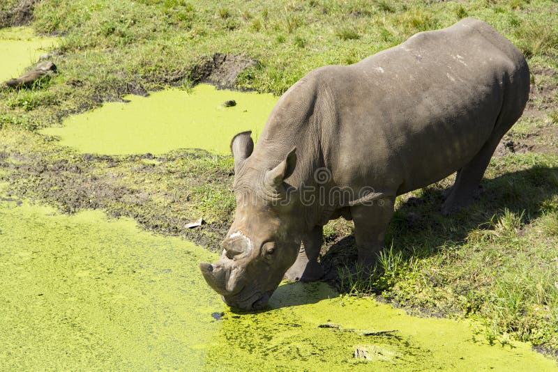 Rhinoceros Drinking from a Pond Stock Image - Image of africa, cute ...