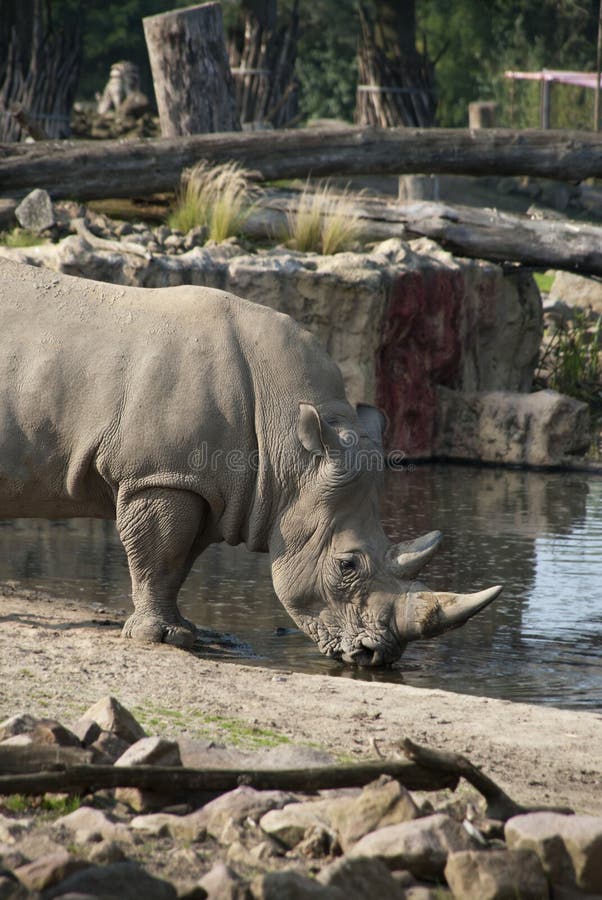 Rhinoceros Drinking from a Concrete Water Trough Stock Image - Image of ...