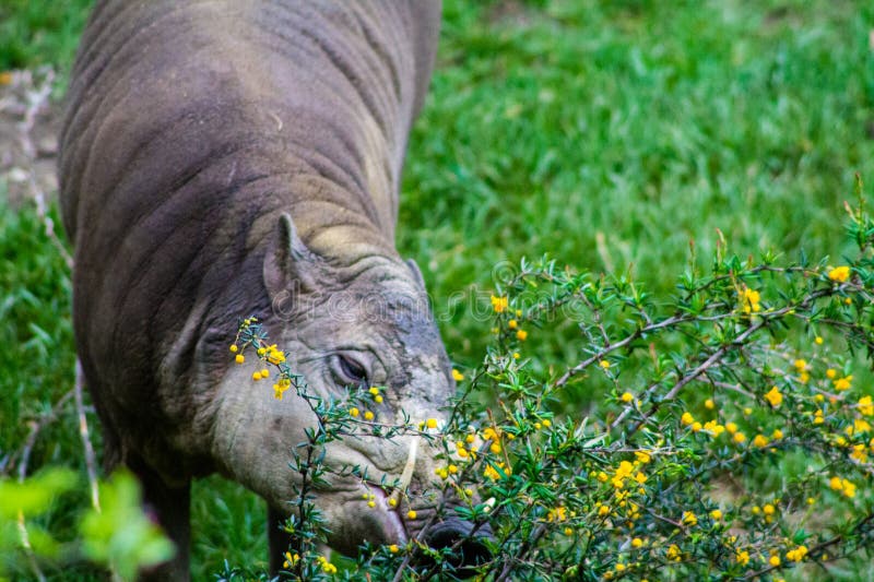 Rhinoceros Eating on the Green Grass in the Zoo Stock Image - Image of ...