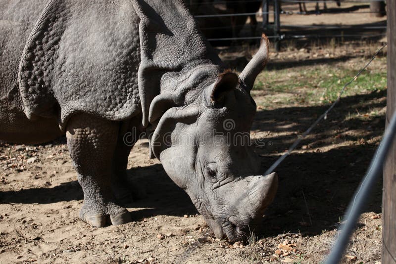Rhinoceros eating stock photo. Image of eating, rhinoceros - 80862866