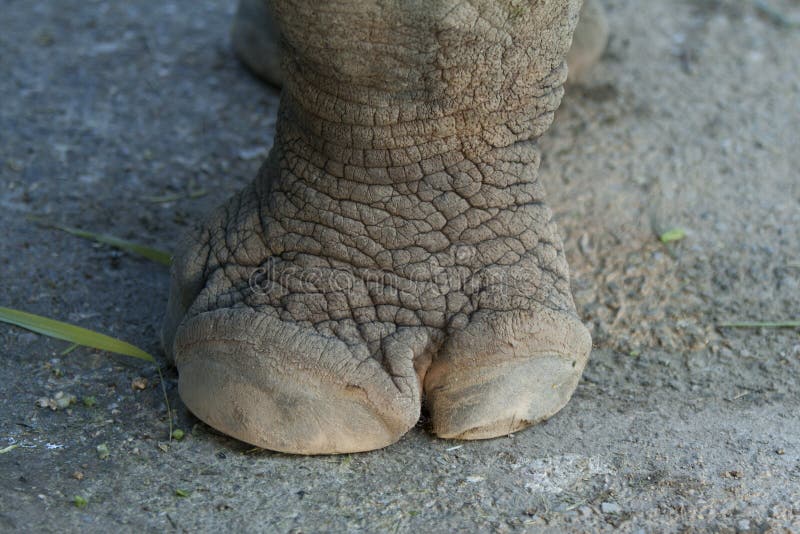 Rhinoceros foot stock photo. Image of endangered, rhino - 22436640