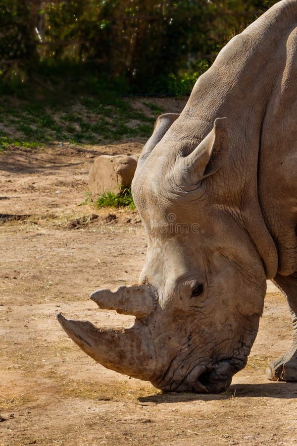Rhinoceros Head Shot stock photo. Image of beak, feathers - 86560548