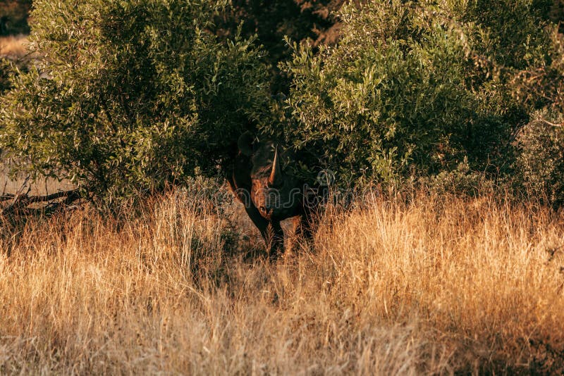 Rhinoceros Hidden Behind the Trees Stock Photo - Image of wild ...