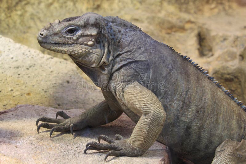 Rhinoceros iguana stock image. Image of reptile, cornuta - 23350623