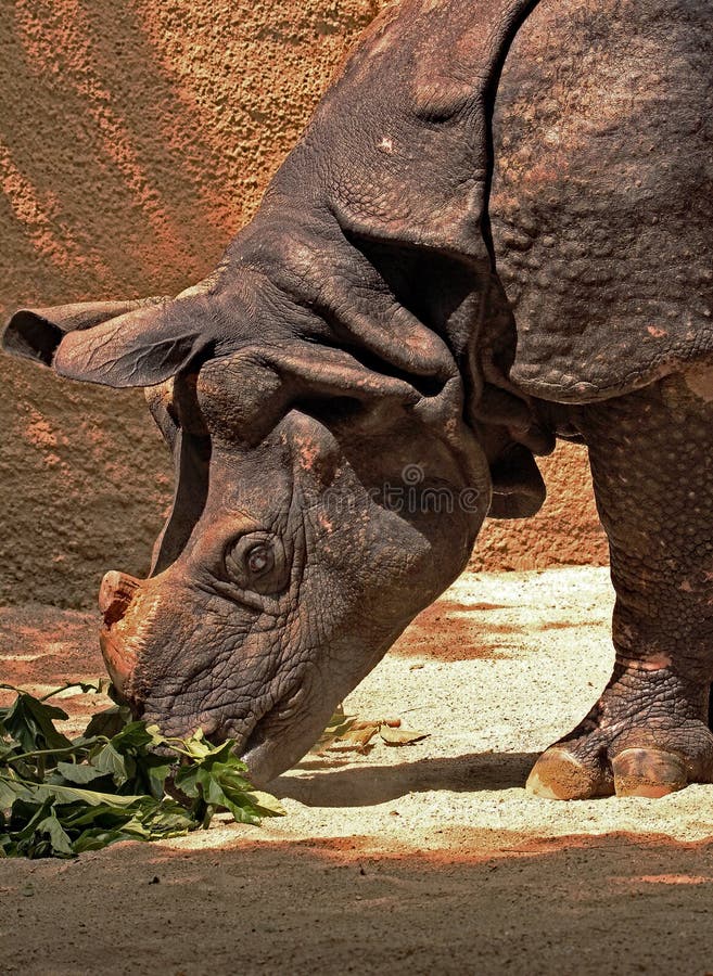 Rhinoceros stock photo. Image of huge, leaf, feed, eating - 75024732
