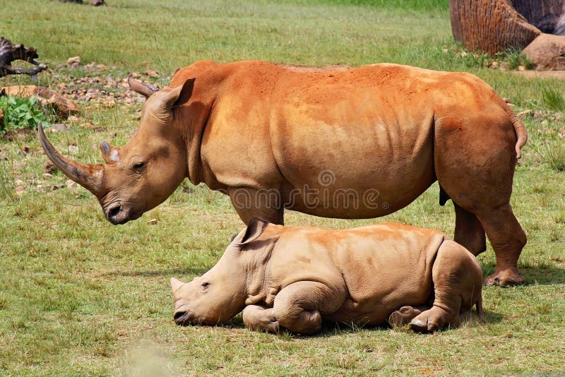 Rhinoceros stock photo. Image of safari, african, animal - 47068848