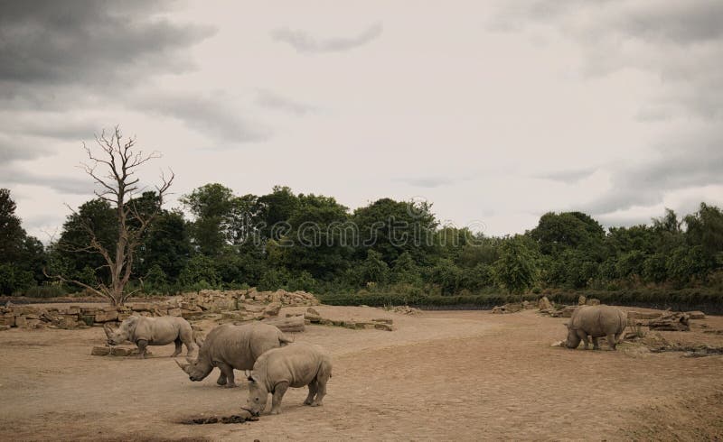 Rhinoceros in Mount Kenya National Park Stock Image - Image of southern ...