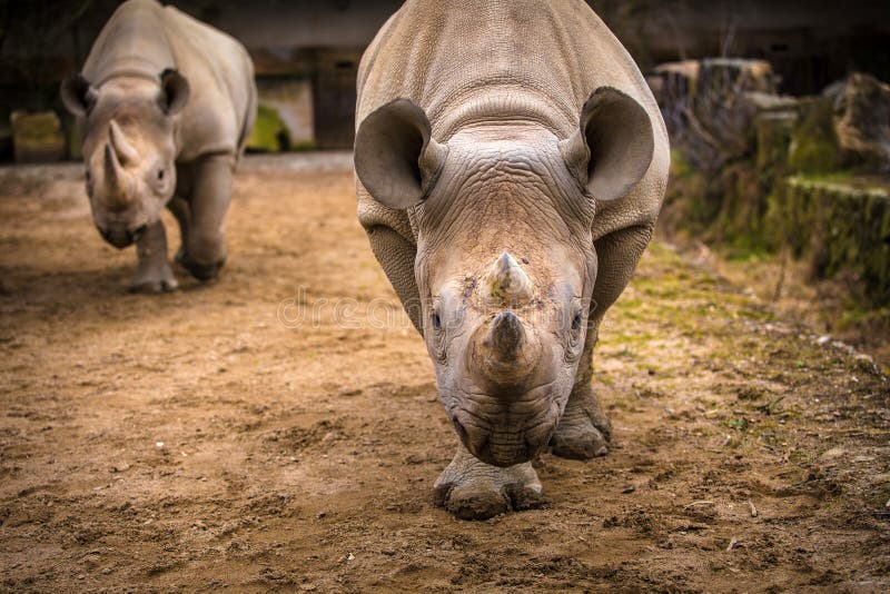 Rhinoceros stock photo. Image of national, diceros, wild - 37935012