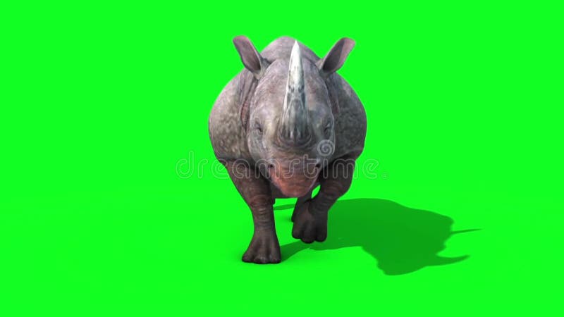 Rhinoceros Attacks Side Green Screen Loop 3D Renderings Animations ... Rhinoceros Attacks Side Green Screen Loop 3D Renderings Animations ...