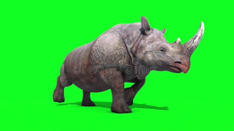 Rhinoceros Run Cycle Green Screen Loop 3D Renderings Animations Animals ...