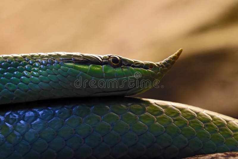 Rhinoceros Snake. Long Green Snake with a Nose Stock Photo - Image of ...