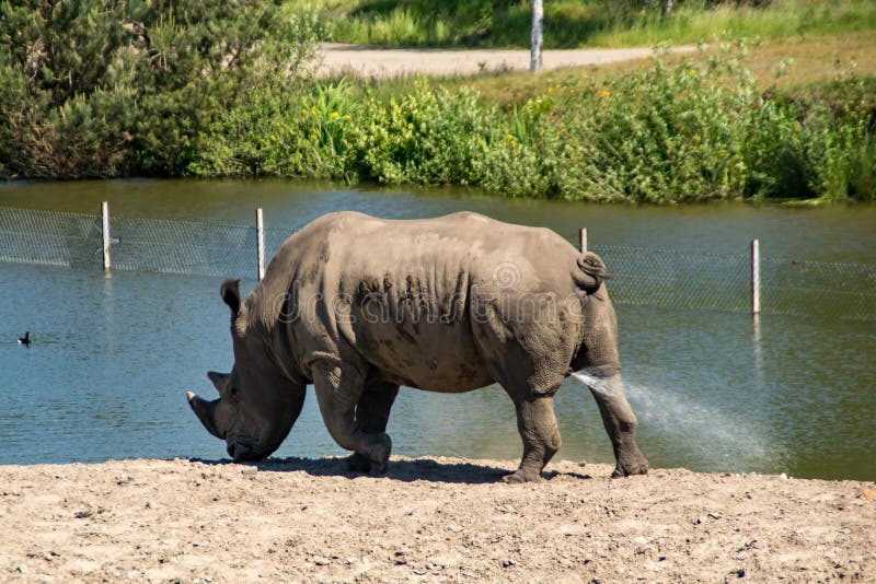 Rhinoceros stock image. Image of peeing, ungulates, rhino - 240894277