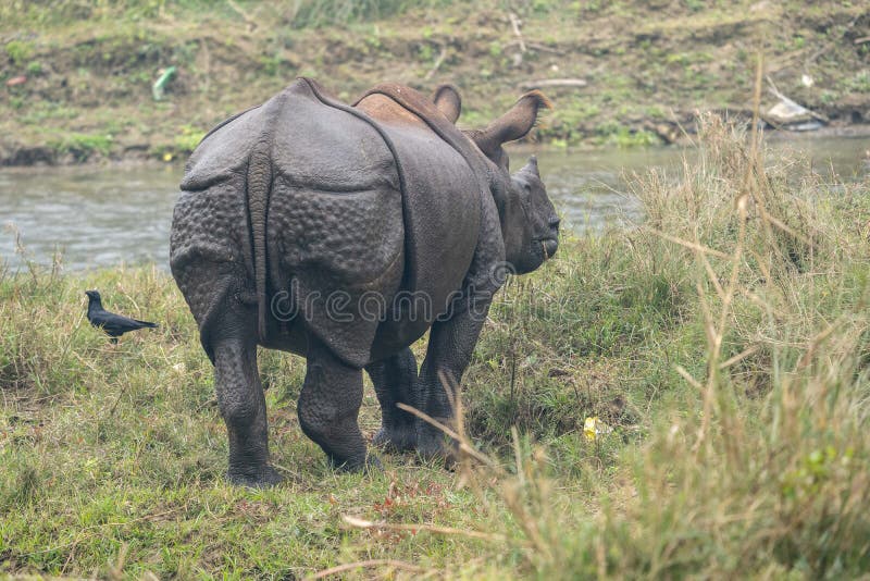 Rhinoceros Standing on the Grass in the Outdoors Stock Image - Image of ...