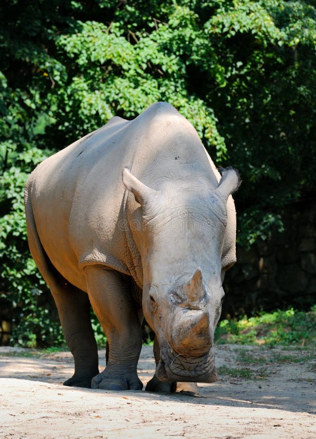 Rhinoceros Standing on Ground Stock Photo - Image of horn, wildlife ...