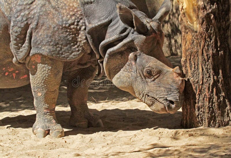 Rhinosaurus stock photo. Image of animal, leaves, buckskinman - 34236222