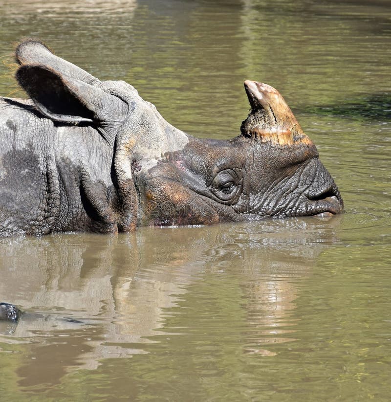 Rhinoceros Takes Bath Water Pond Stock Photos - Free & Royalty-Free ...