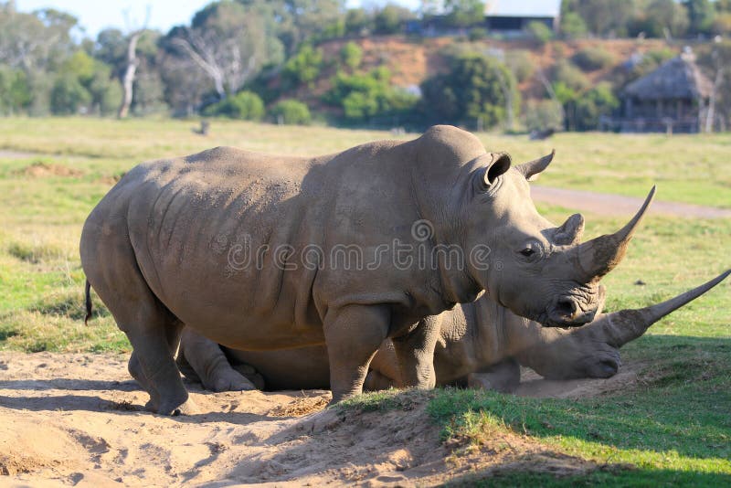 Rhinoceros stock photo. Image of mammal, southern, bicomis - 30329872