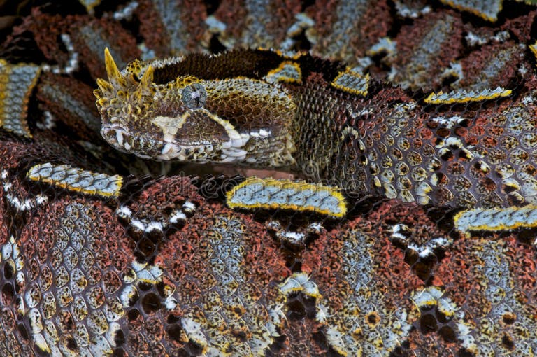 Rhinoceros viper stock image. Image of angola, viper - 19351247