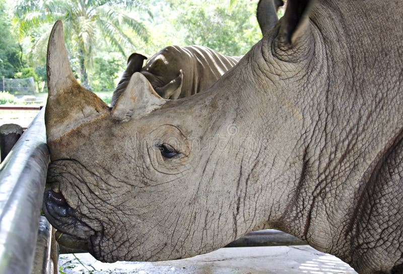 Rhinoceros stock photo. Image of vertebrate, herbivore - 34450766