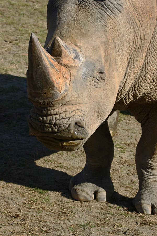 Rhinoceros stock photo. Image of outdoor, feed, horn - 70764902