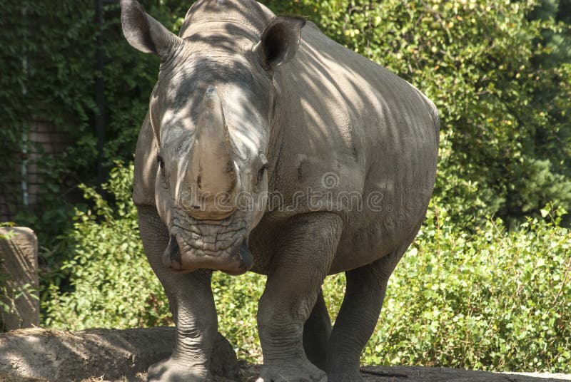 Rhinoceros in zoo stock image. Image of grey, wildlife - 33197885