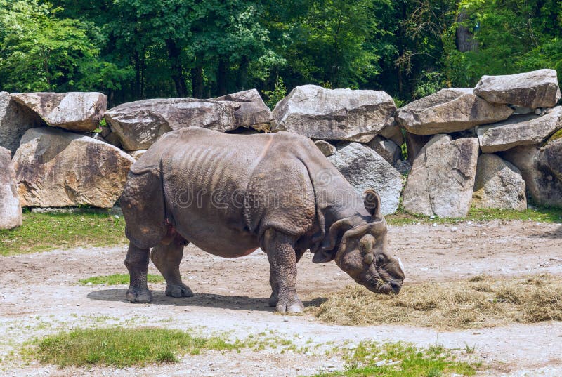 Rhinoceros in zoo stock image. Image of endangered, national - 63571171