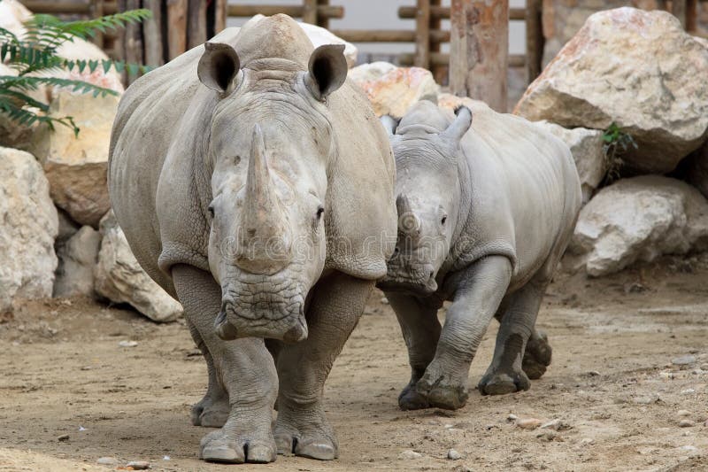 Rhinoceroses stock photo. Image of heavy, overweight - 13197912