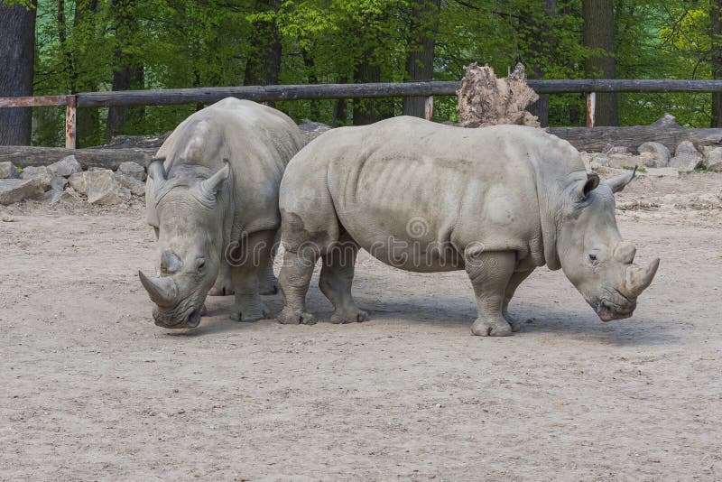 Rhinocerotidae - Rhinoceros Resting in the Paddock Stock Image - Image ...