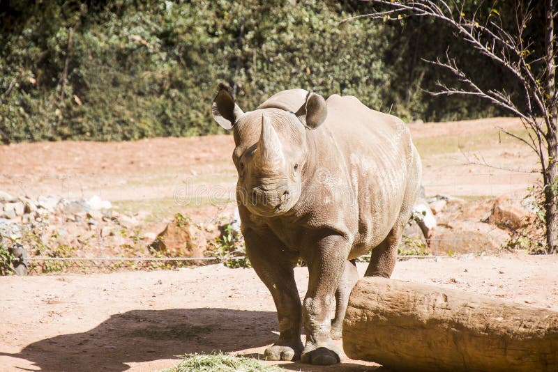 Rhinocerous by Log stock photo. Image of mammal, wildlife - 25225466