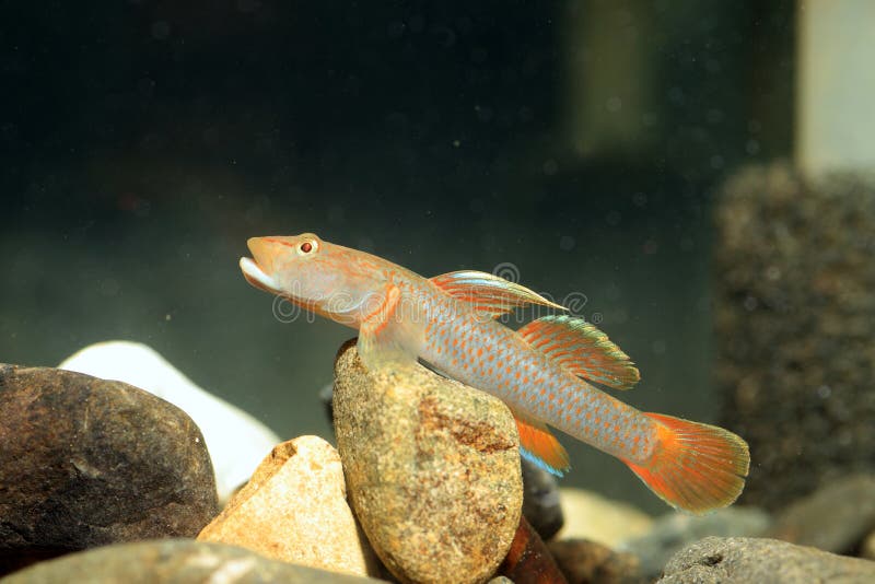 Rhinogobius flumineus goby stock photo. Image of gobiidae - 39945944