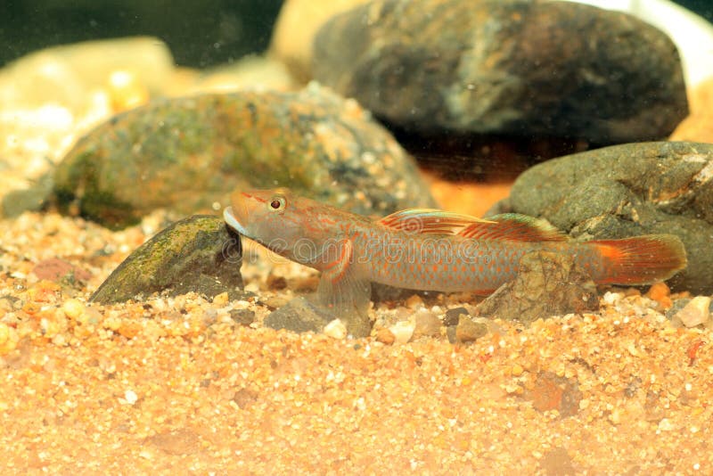 Rhinogobius flumineus goby stock photo. Image of goby - 39945984