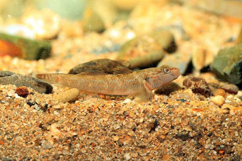 Rhinogobius flumineus goby stock photo. Image of lanyu - 39946028