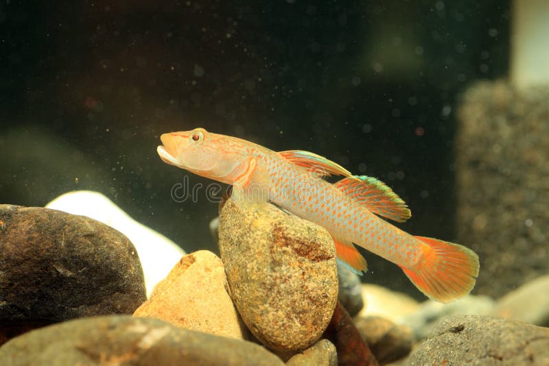 Rhinogobius flumineus goby stock photo. Image of fishes - 39946312