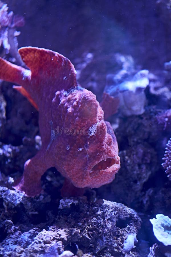 Rhinophias Fish Swimming in the Ocean Stock Photo - Image of japan ...