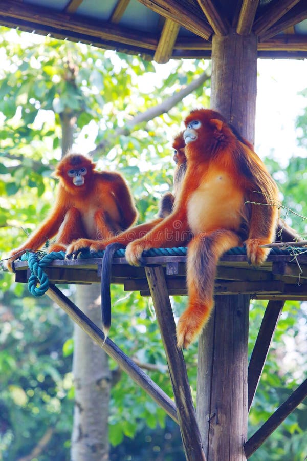 Rhinopitecuses are Sitting on a Wooden Board in the Zoo Stock Image ...
