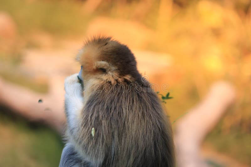 The Rhinopithecus Roxellana at Ocean Park, Animal Zoo18 Nov 2012 Stock ...