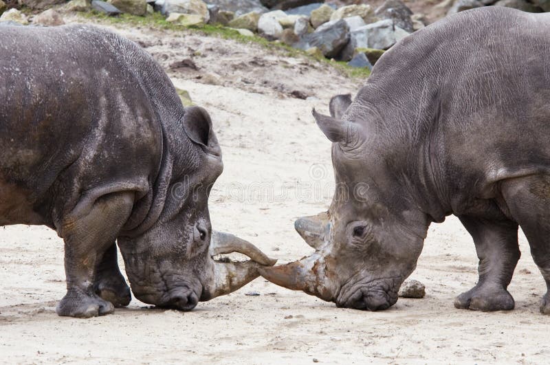 Rhinoceros Fighting