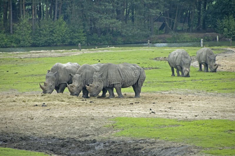 Rhinos in nature stock image. Image of kenya, rhinoceros - 87493933