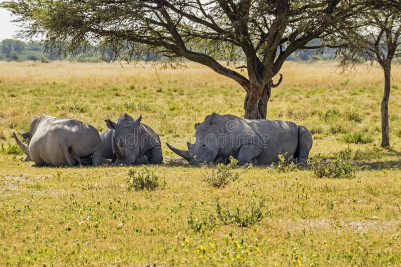 Rhinos resting stock photo. Image of baby, horned, safari - 174733972