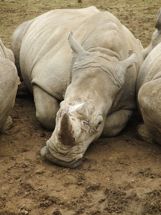 3 Rhinos stock photo. Image of horns, face, rhinos, resting - 32261950